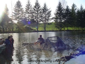 The benefits of regular netting of carp lakes - Angling Lines Blog 🎣
