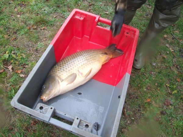 Microchipping carp – advanced fishery management - Angling Lines Blog 🎣