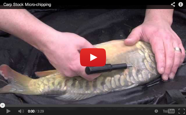 Carp Stock Micro-chipping - Angling Lines Blog 🎣