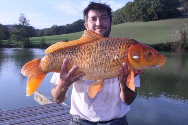 We welcome 2 new carp at Mas Bas 🎣