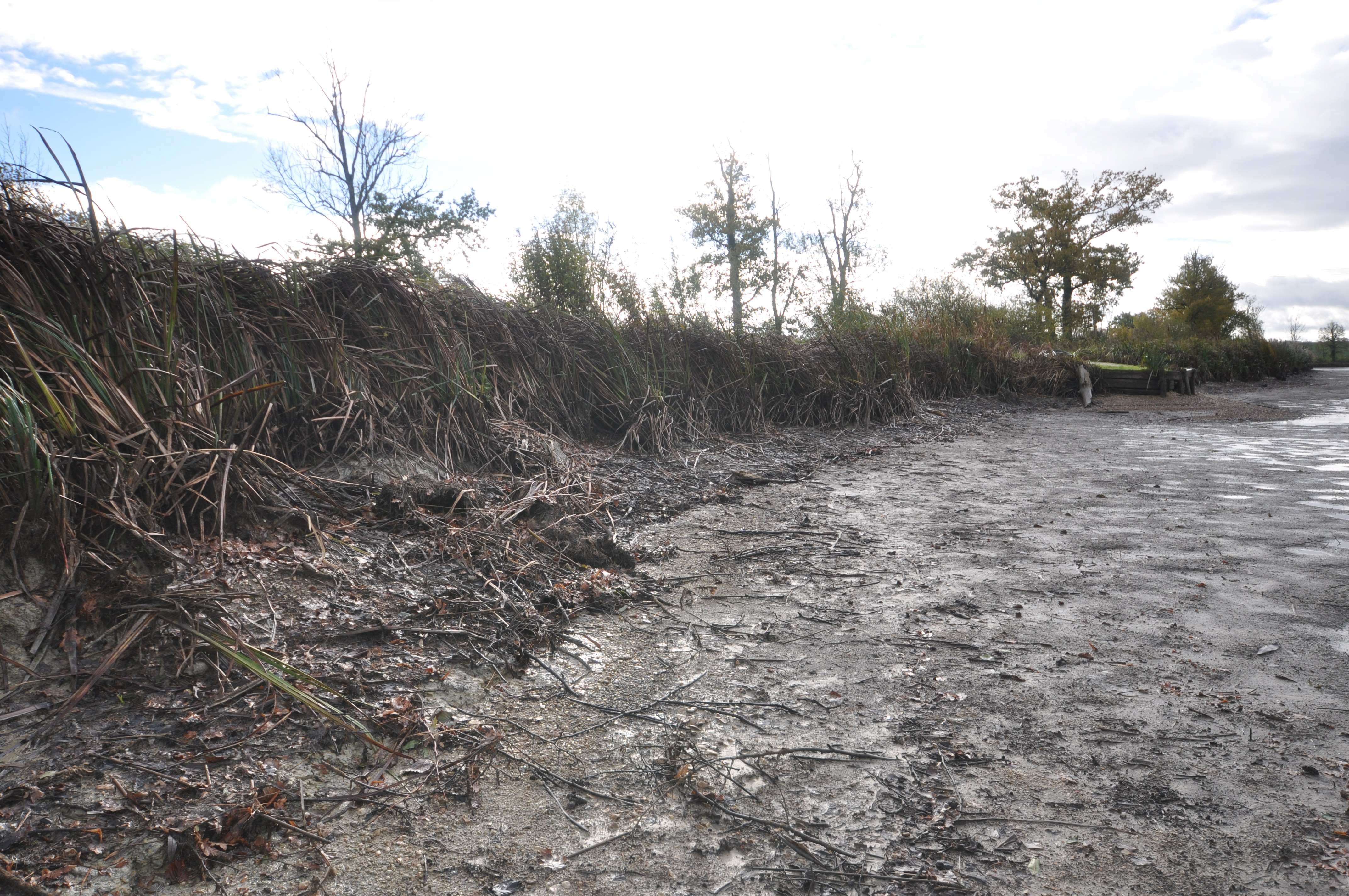 Draining Down a Carp Lake – Things You Must Know 🎣