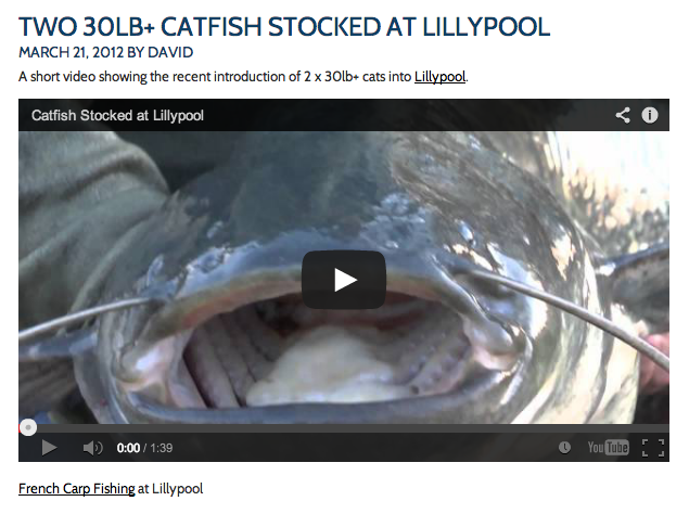 Two 30lb+ Catfish Stocked at Lillypool - Angling Lines Blog 🎣