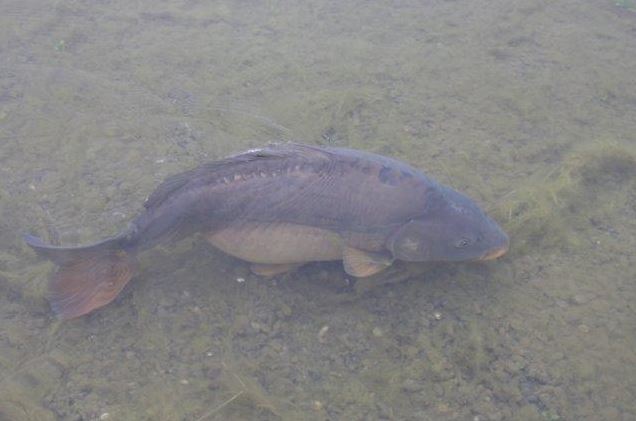 Great Carp Fishing Photos - Angling Lines Blog 🎣