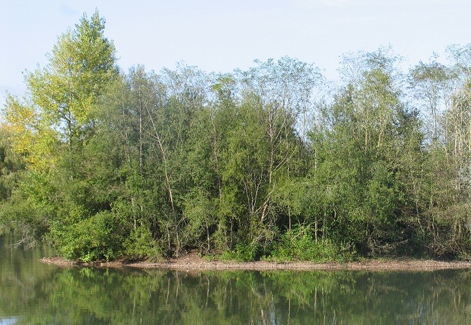 Clearing Dead Trees from the Island at Molyneux - Angling Lines Blog 🎣