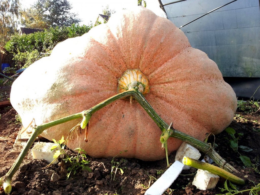 More Record Pumpkins 🎣