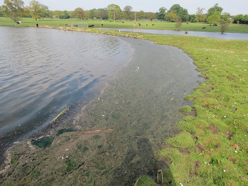 Fish the Edge of that Surface Scum - Angling Lines Blog 🎣