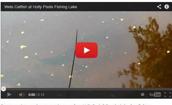 Wels Catfish at the Surface - Angling Lines Blog 🎣