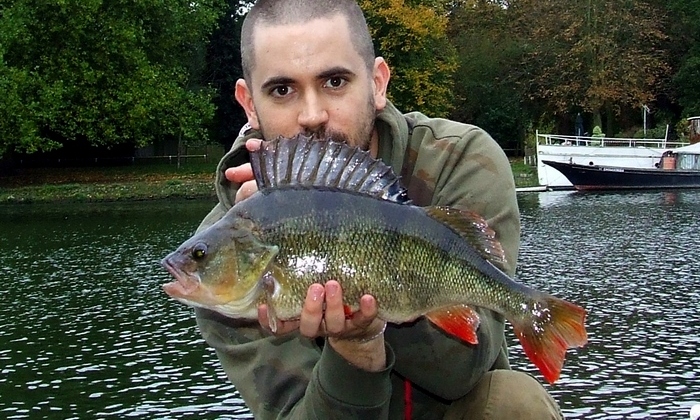 Fresh Water Predators – Perch - Angling Lines Blog 🎣
