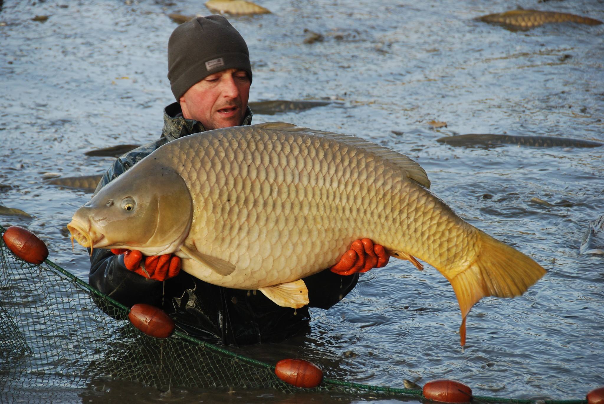 Brocard Large Video And Photos From Netting - Angling Lines Blog 🎣